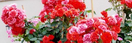 Tuscany in May :: What to expect