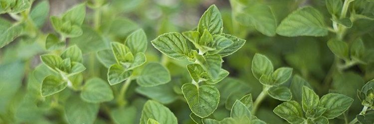 Natural remedies, herbs and health in Tuscany » At Home in Tuscany